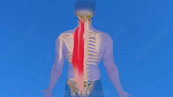 Erector spinae – selän ojentajalihas – Digifysio