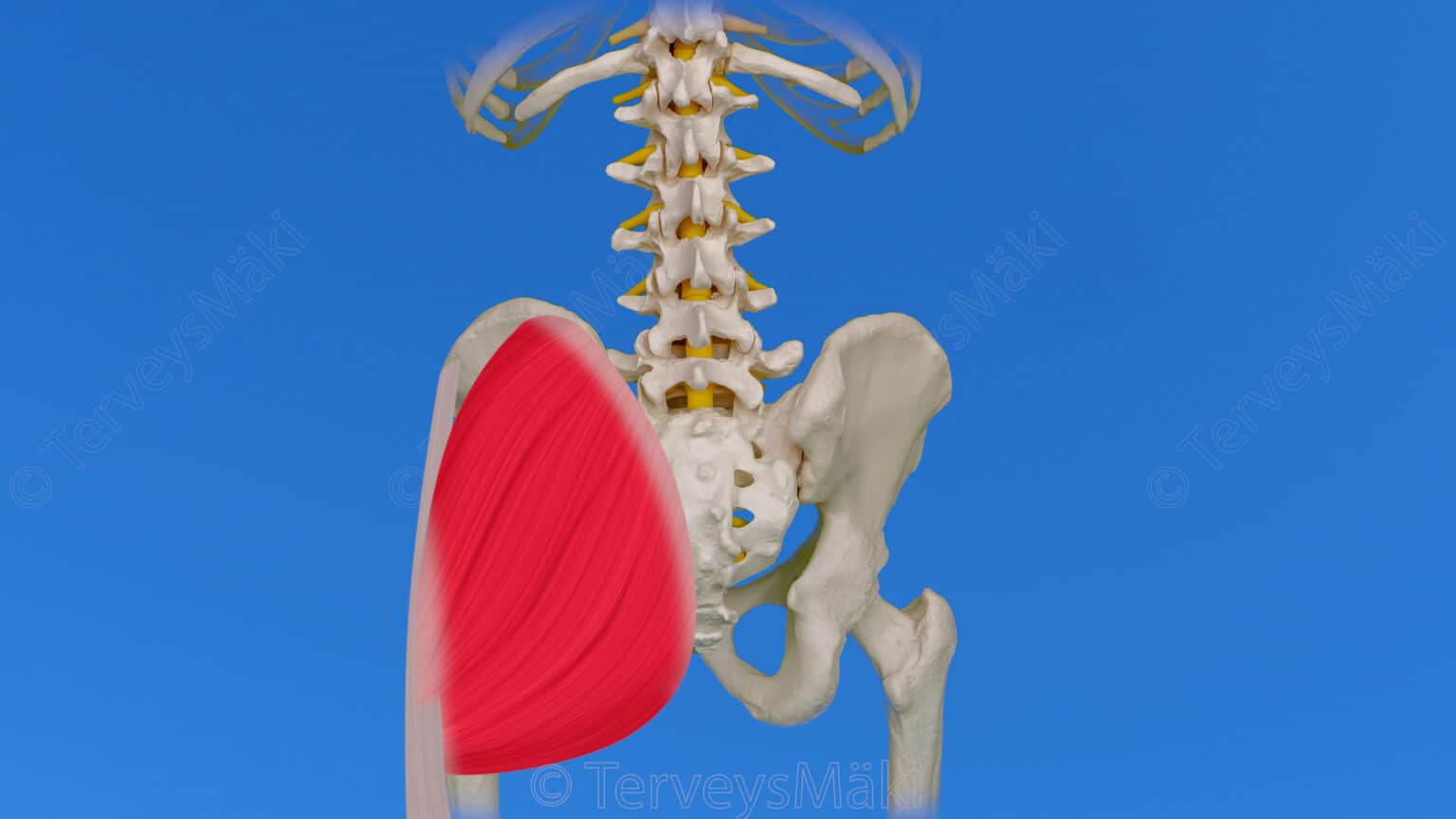 Gluteus maximus – iso pakaralihas – Digifysio