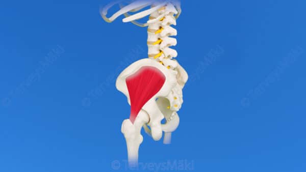 Gluteus medius – keskimmäinen pakaralihas – Digifysio