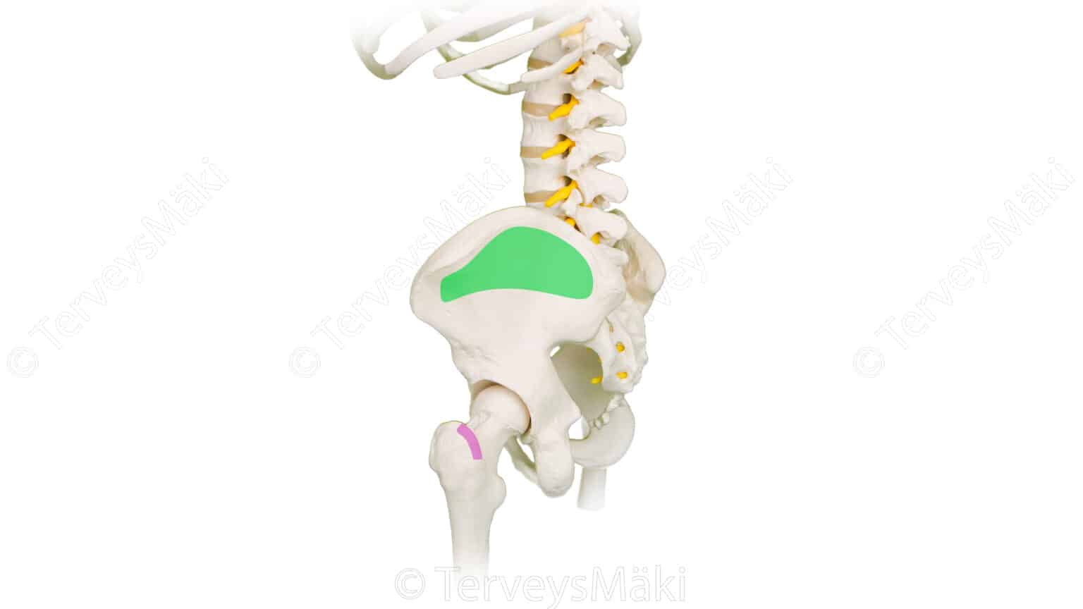 Gluteus medius – keskimmäinen pakaralihas – Digifysio