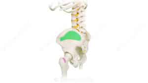 Gluteus medius – keskimmäinen pakaralihas – Digifysio