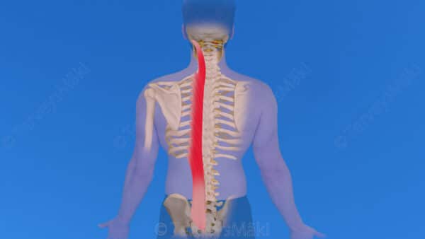 Erector spinae – selän ojentajalihas – Digifysio