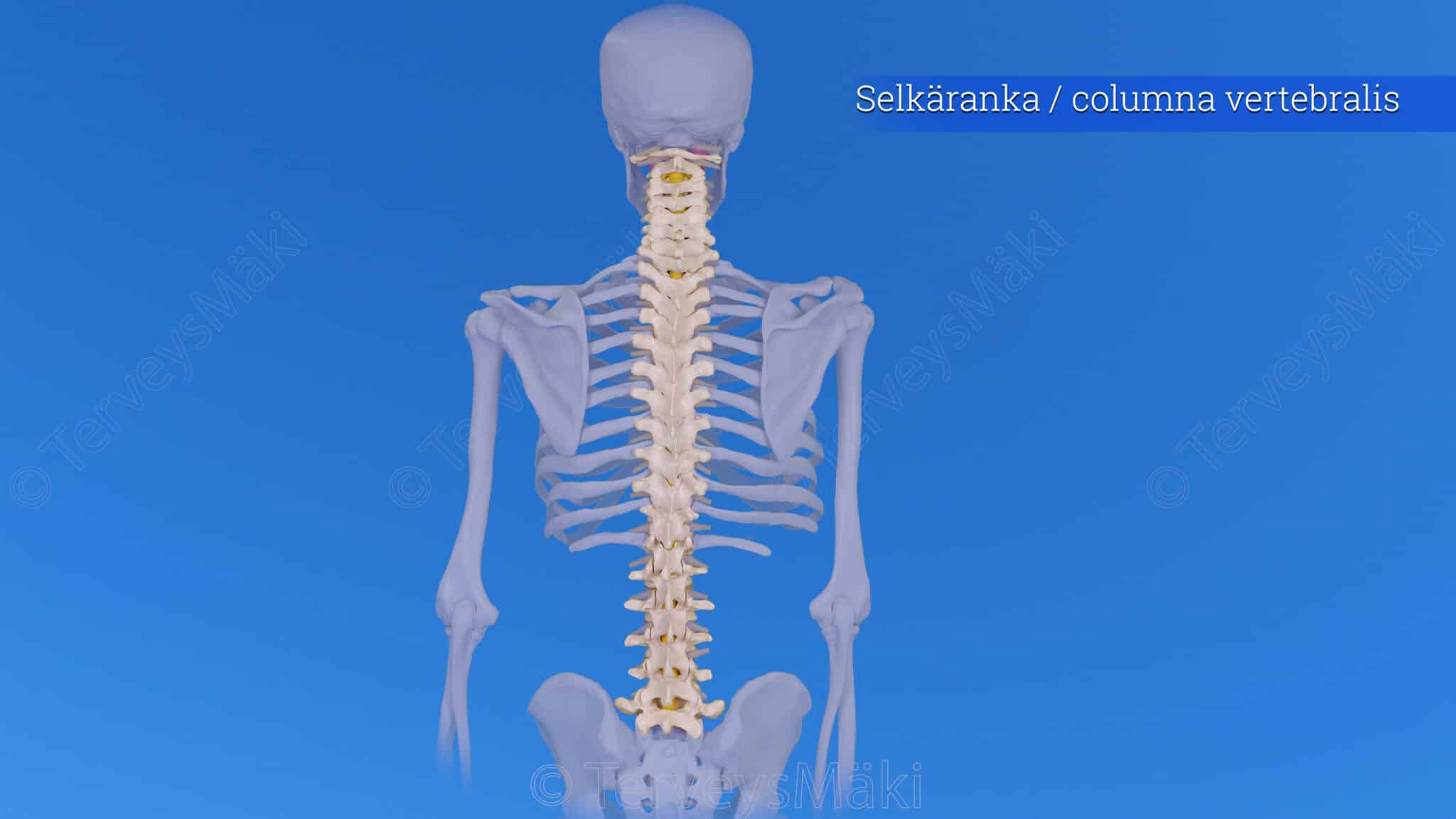 Columna vertebralis – selkäranka – Digifysio
