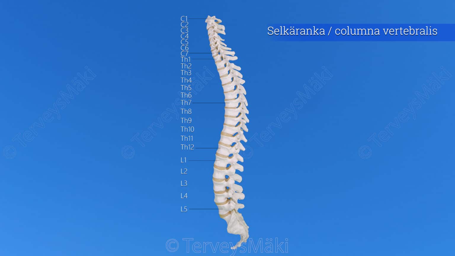 Columna vertebralis – selkäranka – Digifysio