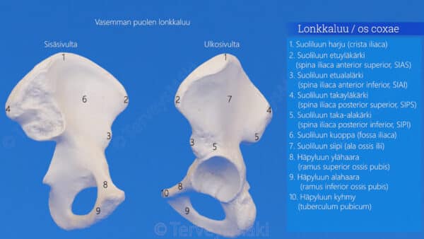 Os ilium – suoliluu, os ischii – istuinluu, os pubis – häpyluu – Digifysio