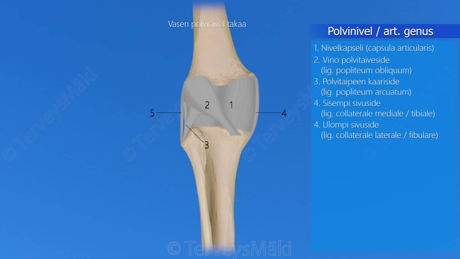 Polvinivel – art. genus – Digifysio