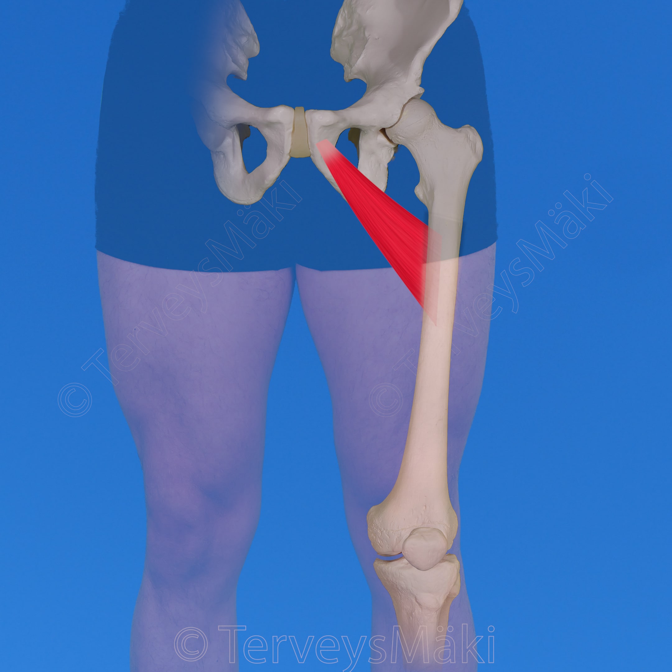 Adductor brevis – reiden lyhyt lähentäjälihas – Digifysio