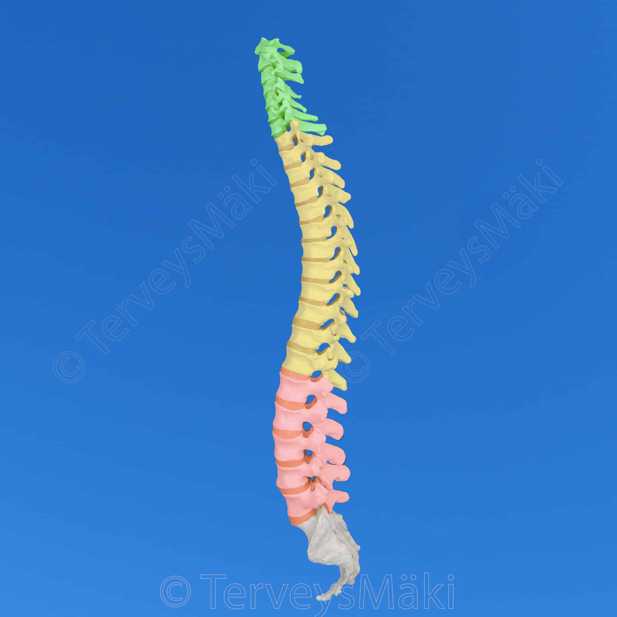 Columna vertebralis – selkäranka – Digifysio