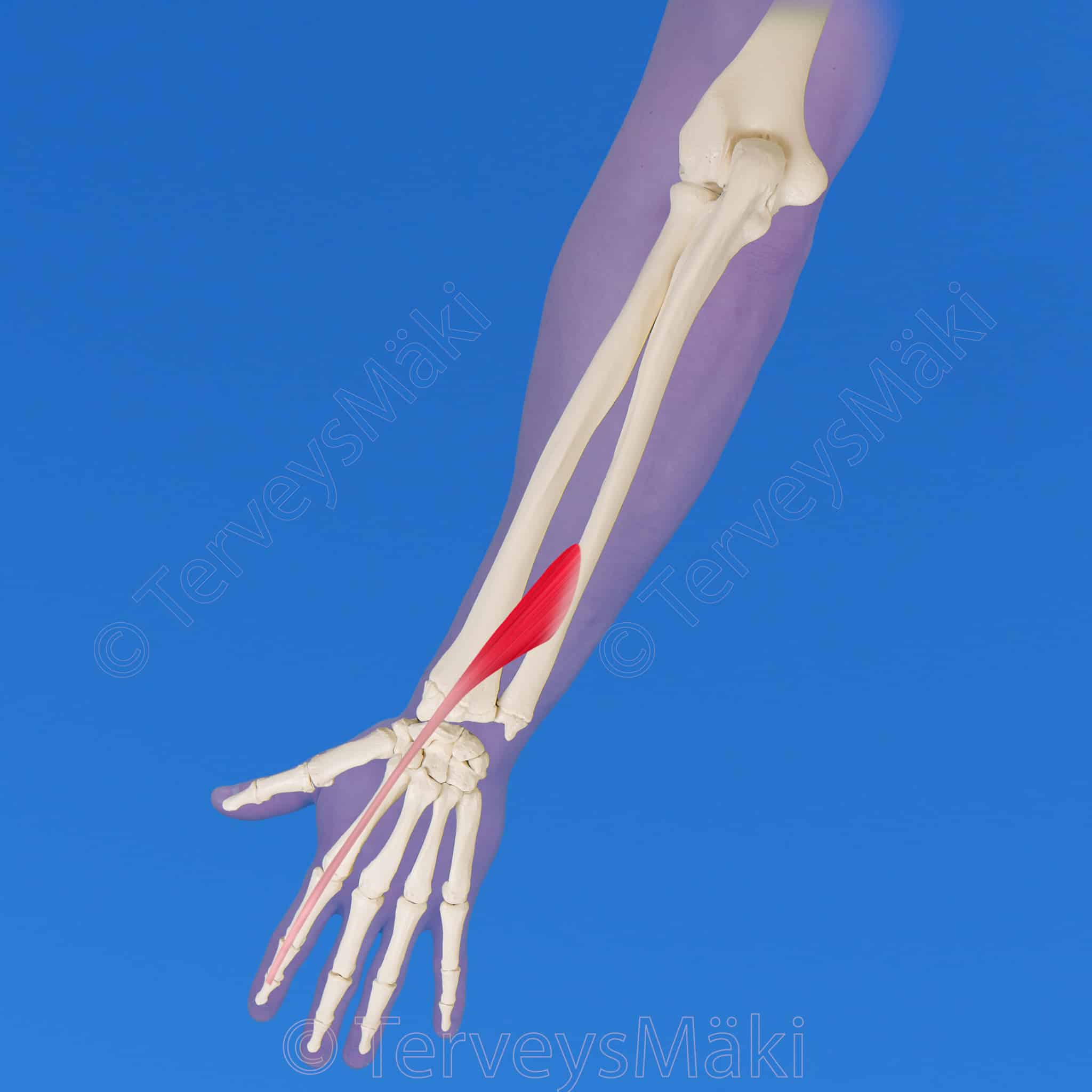 Extensor indicis – etusormen ojentajalihas – Digifysio