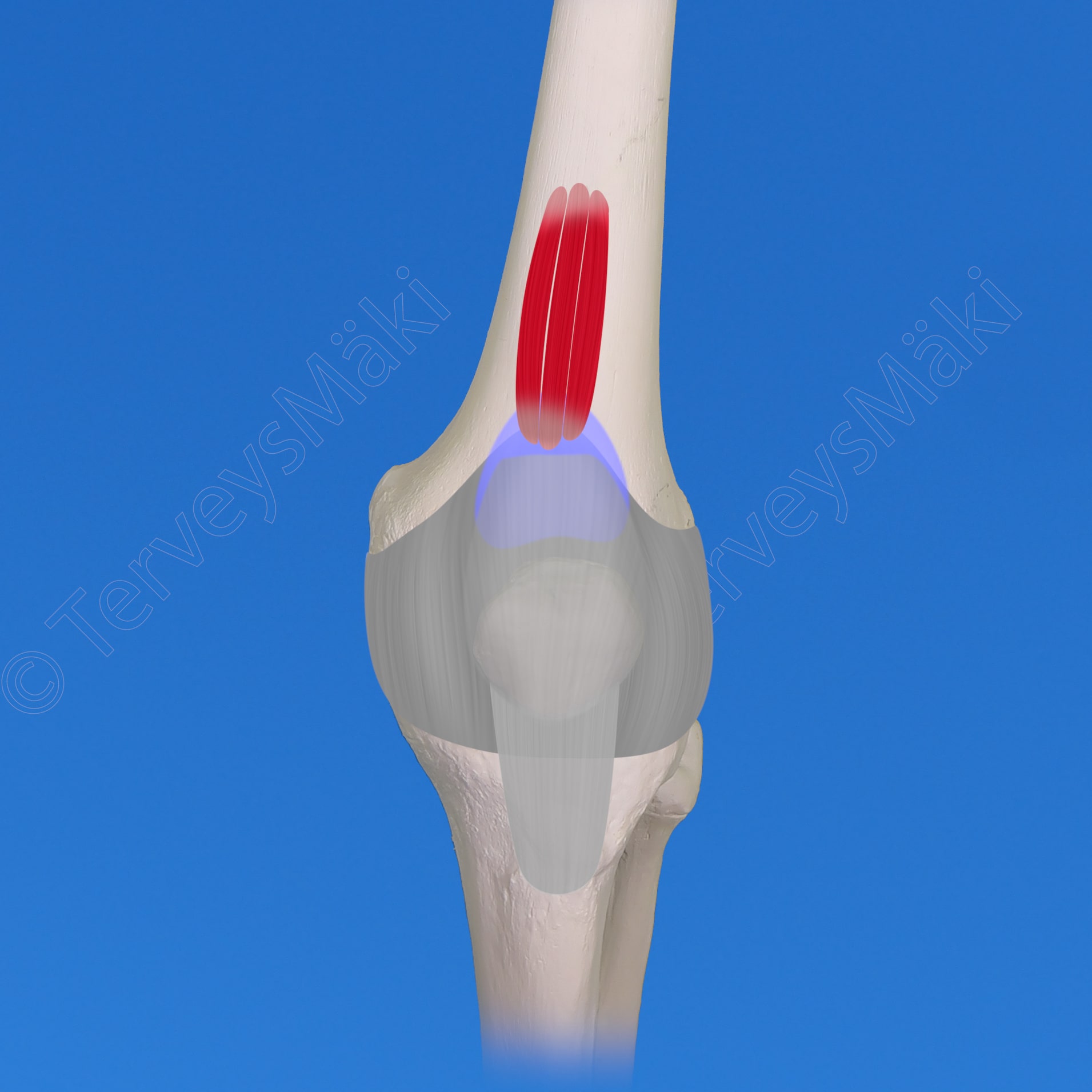 Musculus articularis genus eli polven nivellihas – Digifysio